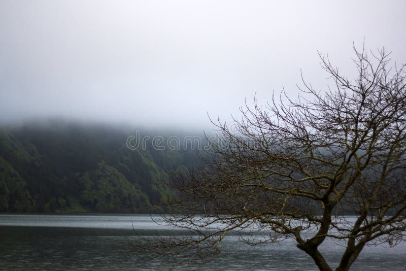 Tree without Leaves on a Misty Lake Stock Image - Image of miguel ...
