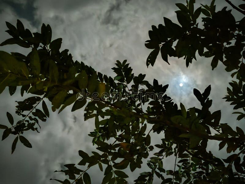 Tree Leaves with Moon and Clouds Background Stock Photo - Image of ...