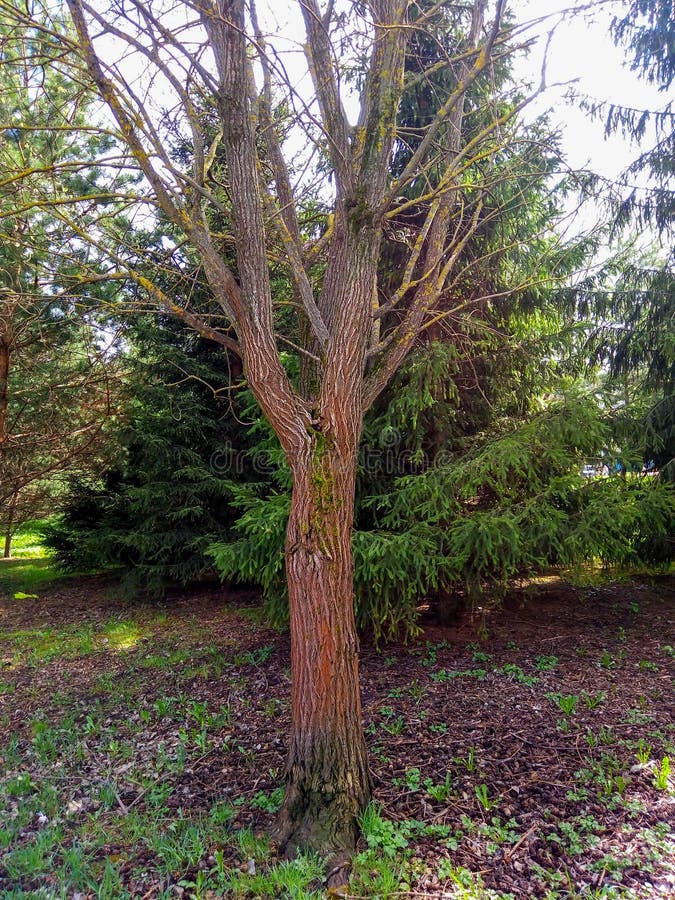 A Tree without Leaves, Moss on the Trunk, Stands in the Park Next To ...