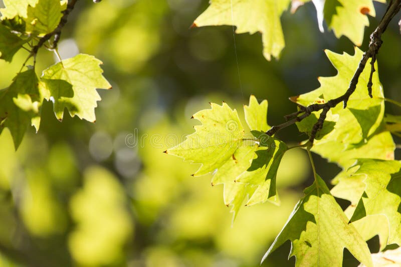 Tree leaves in nature stock image. Image of light, orange - 89396829
