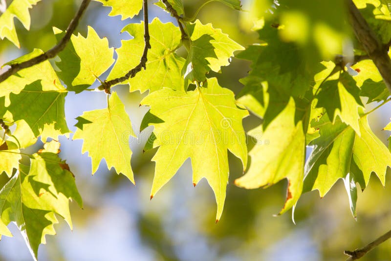 Tree leaves in nature stock photo. Image of leaves, macro - 101447314