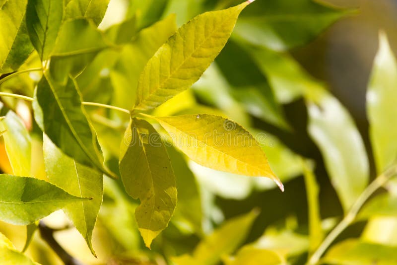 Tree leaves in nature stock image. Image of light, fall - 101446863