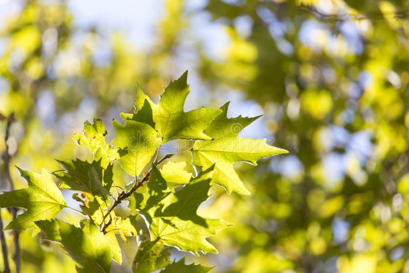 Tree leaves in nature stock image. Image of fresh, lush - 101450365