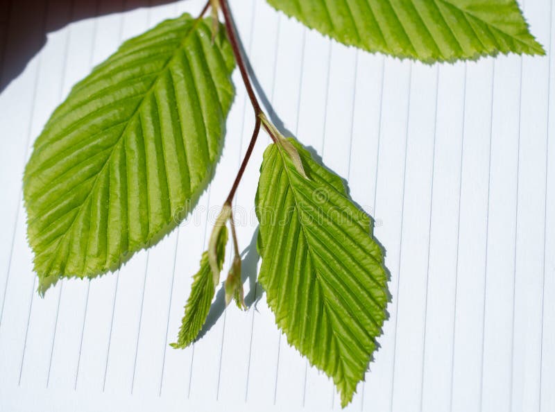 Tree Leaves Over a Notebook Page Stock Image - Image of page, leaf ...