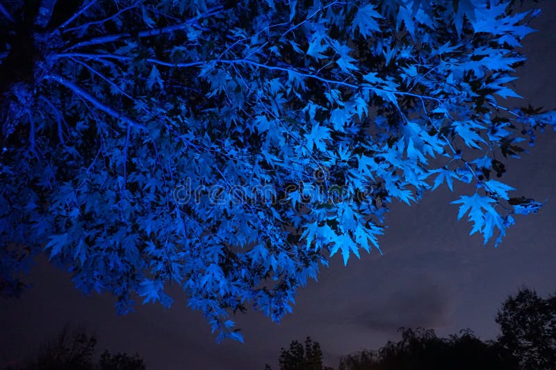 Tree Leaves in a Public Park, by Night Stock Photo - Image of night ...