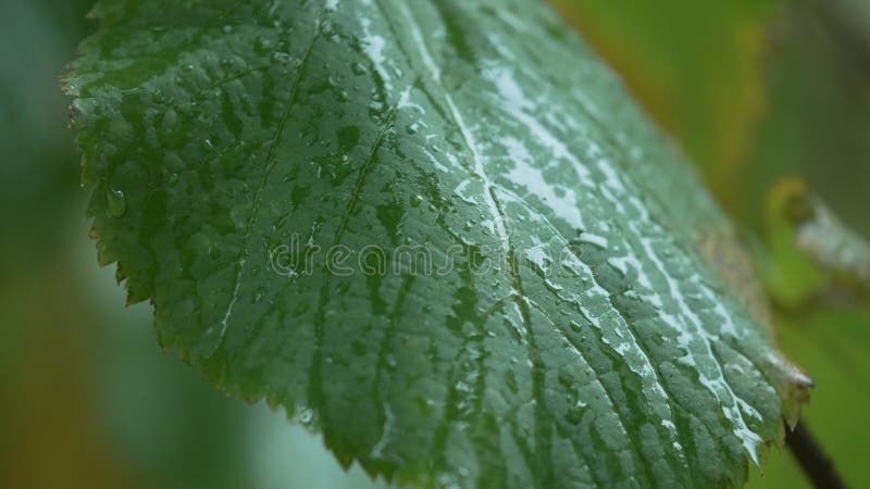 Tree Leaves during Rain during the Day Stock Footage - Video of ...