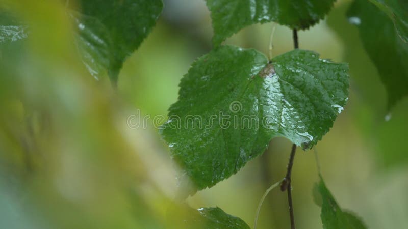 Tree Leaves during Rain during the Day Stock Footage - Video of closeup ...