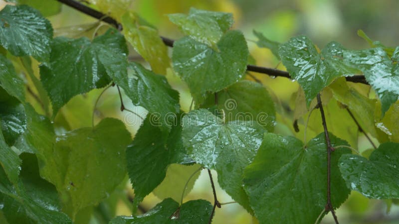 Tree Leaves during Rain during the Day Stock Footage - Video of rain ...