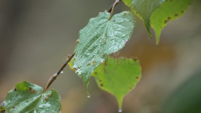 Rain on Tree Leaves in the Forest Stock Video - Video of closeup, drops ...