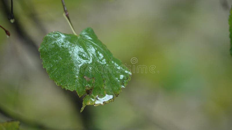 Rain on Tree Leaves in the Forest Stock Video - Video of drops, natural ...