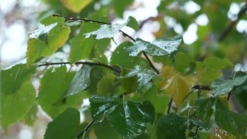 Rain on Tree Leaves in the Forest Stock Video - Video of flora ...