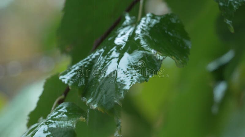 Tree Leaves during Rain during the Day Stock Footage - Video of ...
