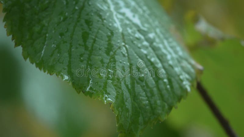 Tree Leaves during Rain during the Day Stock Footage - Video of ...