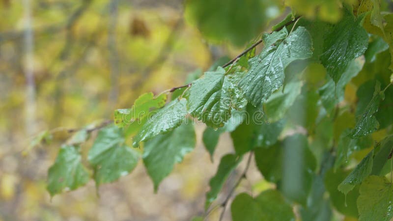 Tree Leaves during Rain during the Day Stock Footage - Video of life ...