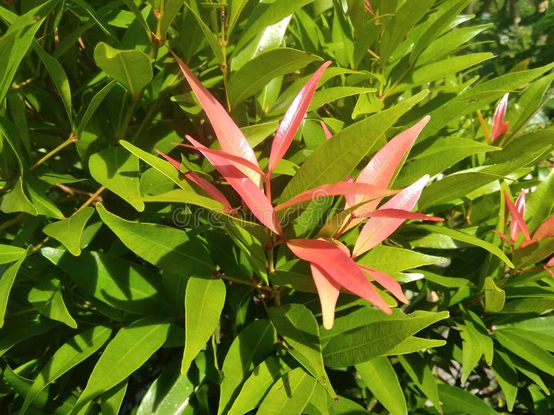 Tree Leaves with Red Shoots Stock Photo - Image of green, jungle: 215288980