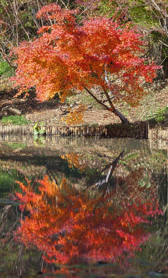 Tree leaves and reflection stock image. Image of natural - 68150169