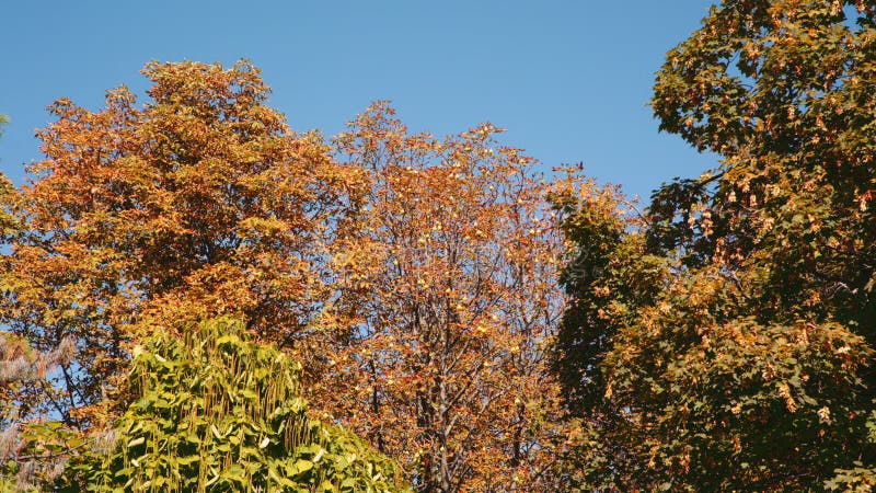 Tree Leaves Rustle in the Wind Stock Footage - Video of outdoors ...