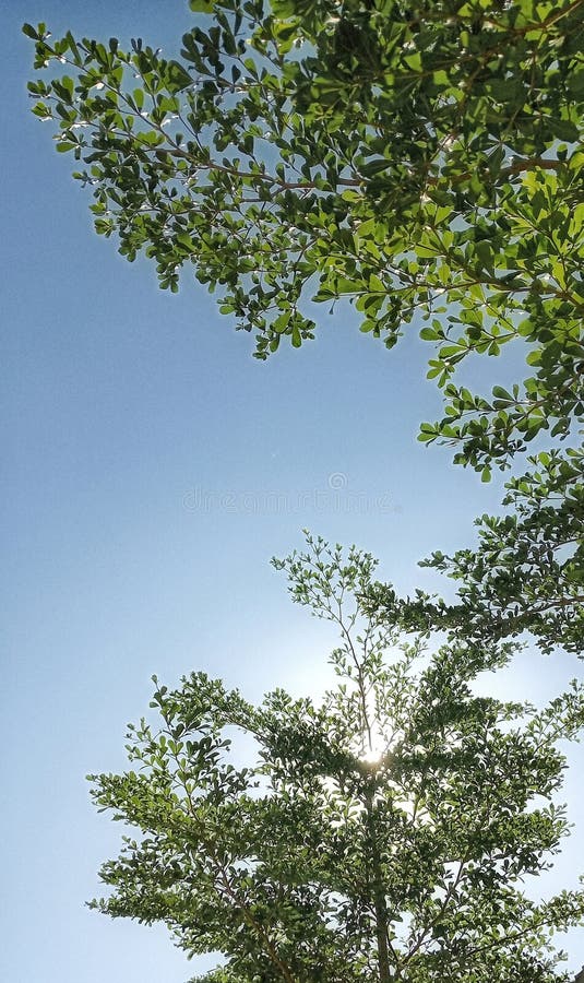 Tree Leaves Seen from Below Against the Background of Bright Morning ...