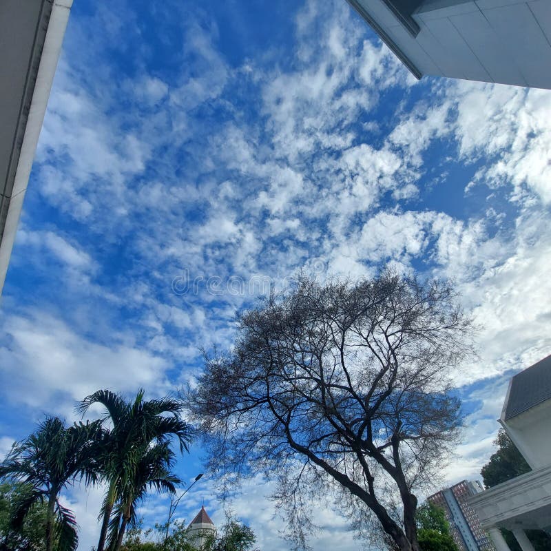 Tree without Leaves, Seen from Below with a View of the Blue Sky Stock ...