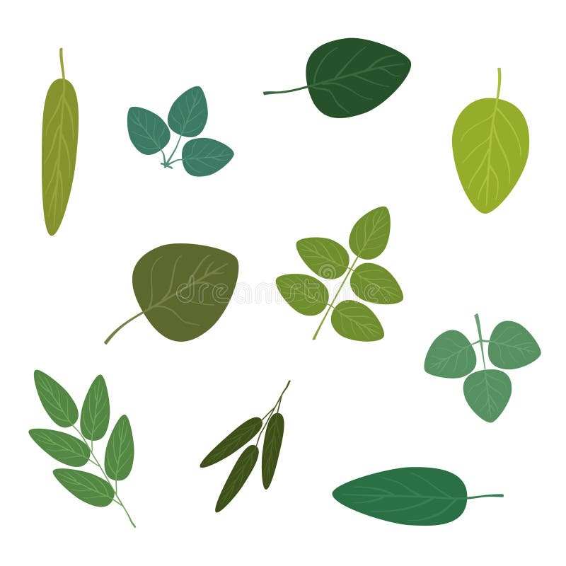 Tree leaves set stock vector. Illustration of woods - 114554334