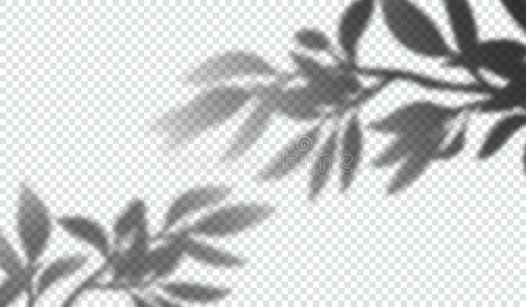 Tree Leaves Shadow Background. Branch with Leaf Shade Overlay Stock ...