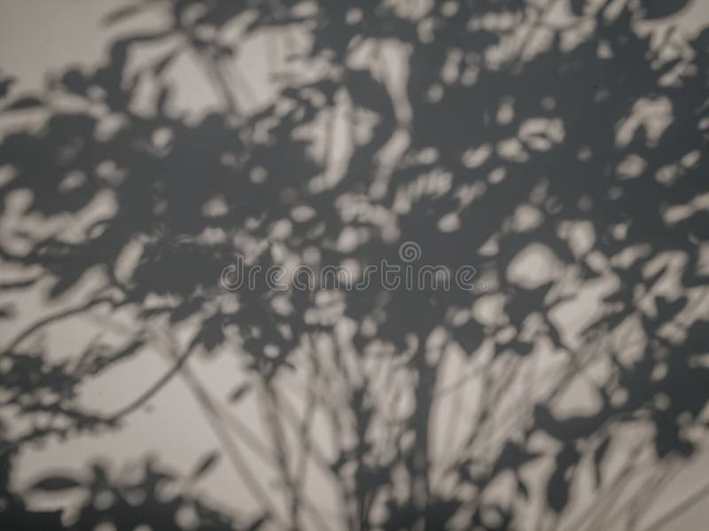 Tree Leaves Shadow on Wall Background, Abstract Background Cement Wall ...