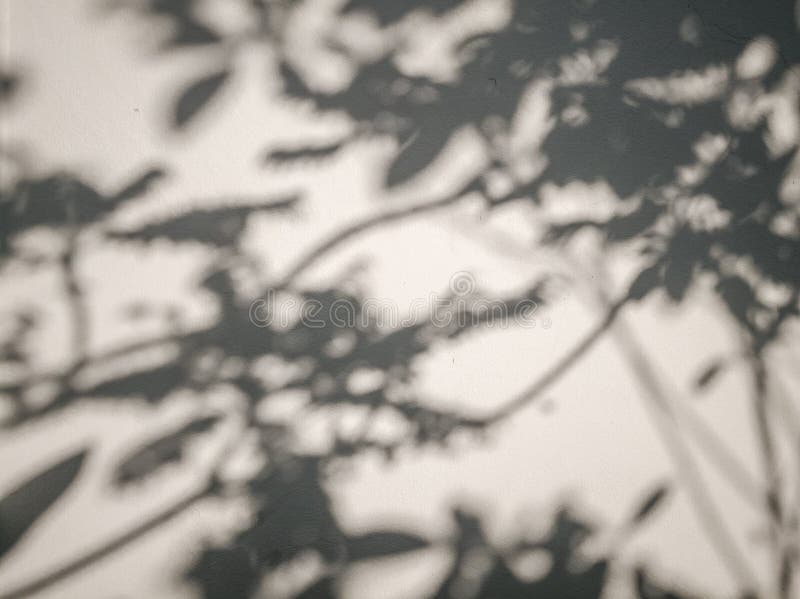 Tree Leaves Shadow on Wall Background, Abstract Background Cement Wall ...