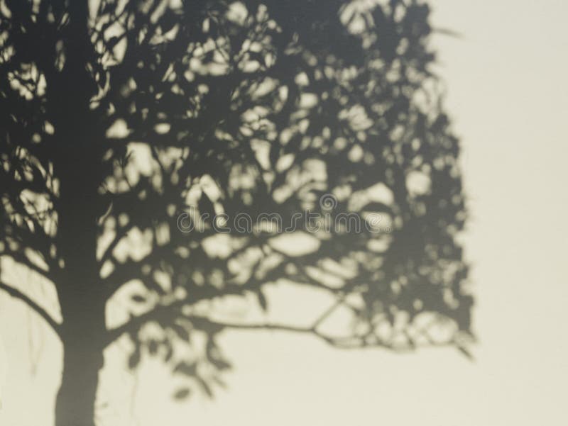 Tree Leaves Branch Shadow on Wall Nature Background Stock Image - Image ...