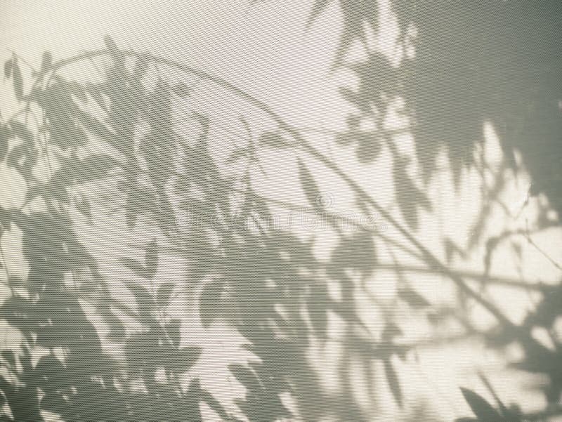 Tree Leaves Shadow on Wall Nature Abstract Stock Photo - Image of leaf ...