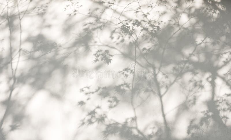 Tree Leaves Shadow on Wall Nature Abstract Background Stock Image ... Tree Leaves Shadow on Wall Nature Abstract Background Stock Image ...