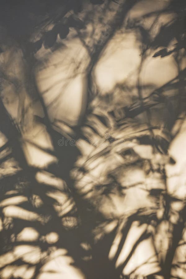 Tree Leaves Shadow on Wall Nature Abstract Background Stock Image ...