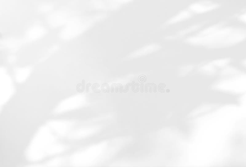 Tree Leaves Shadow on White Wall. Sunlight Shining through the Window ...