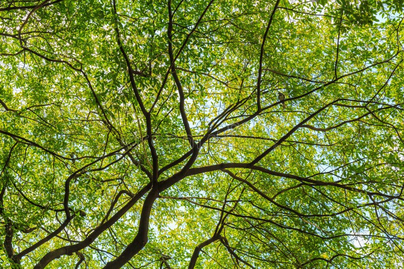 Tree Leaves Sprawling Providing Shade. Stock Image - Image of leafy ...