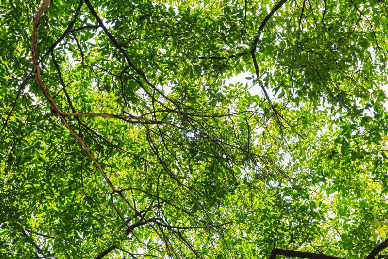 Tree Leaves Sprawling Providing Shade. Stock Photo - Image of botany ...