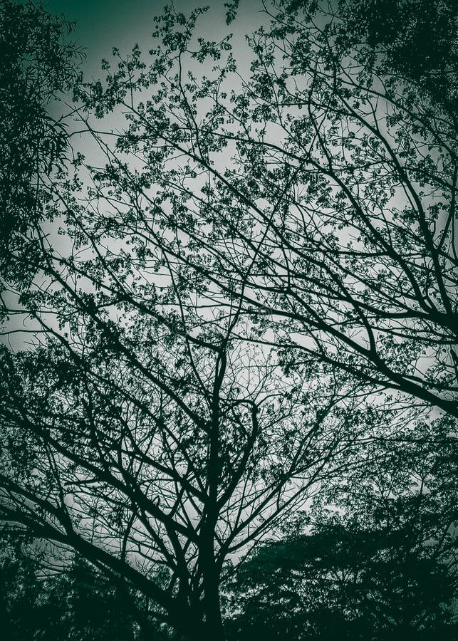 Tree Leaves at Spring Season Falling Down Stock Photo - Image of ...