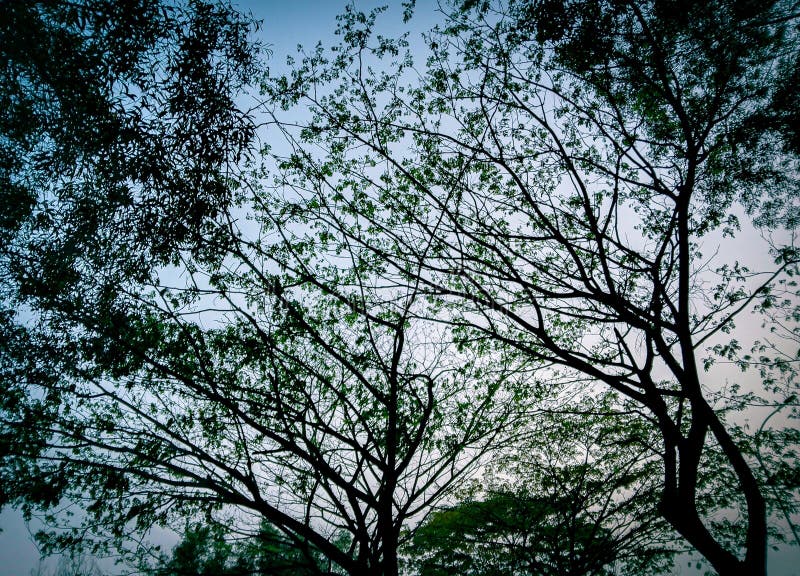 Tree Leaves at Spring Season Falling Down Stock Photo - Image of ...