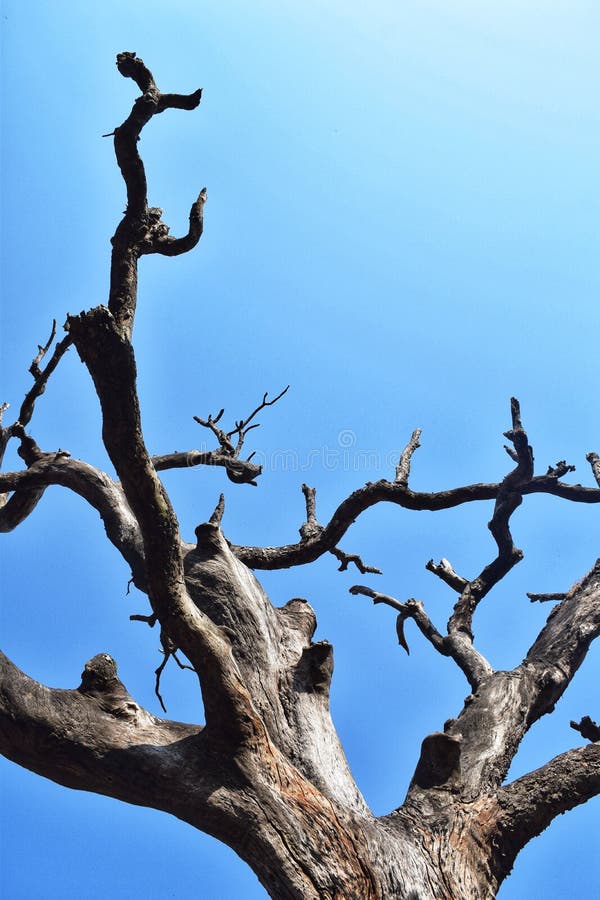 Tree stock image. Image of asking, leaves, standing - 109402187