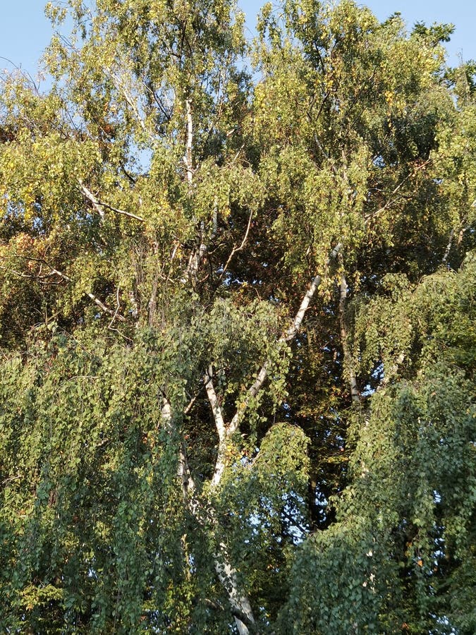 Tree with Leaves in Summer Tree Trunk and Branches Recognizable Stock ...