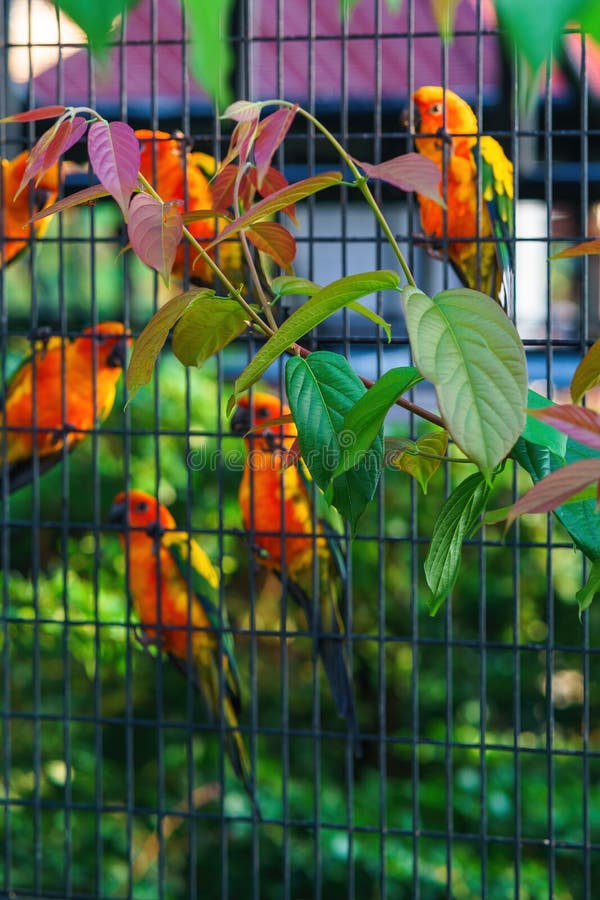 Tree Leaves with Sun Conure Parrot Bird Group in the Metal Cage in the ...
