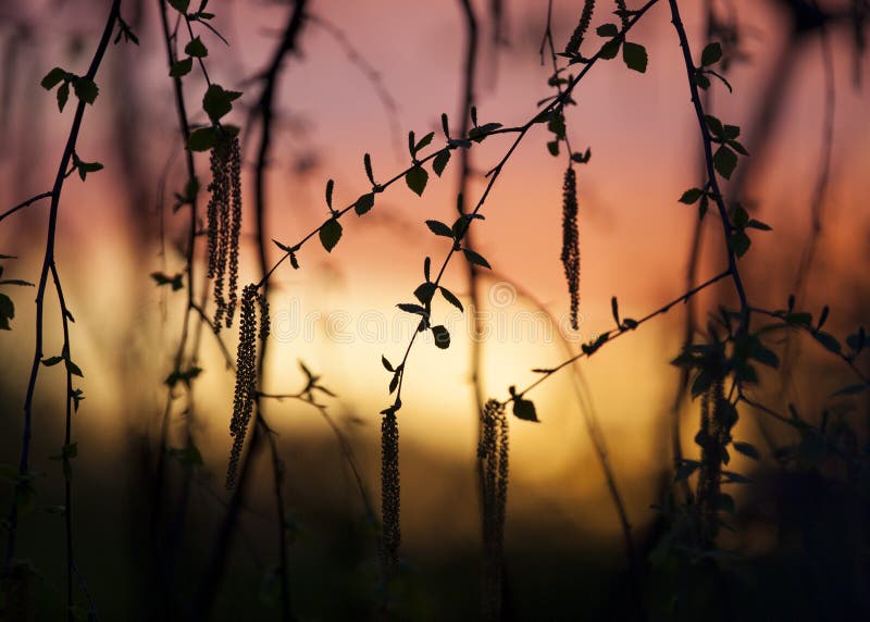 Tree Leaves Sunset Background Stock Image - Image of landscape, golden ...