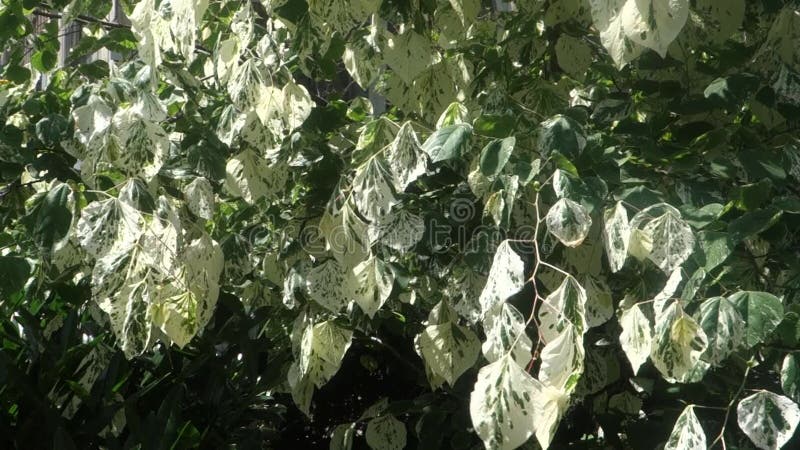 Tree Leaves Shadow on the Cement Pavement Stock Footage - Video of ...
