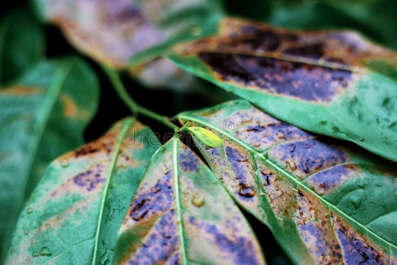 Tree leaves with texture stock photo. Image of closeup - 206524234