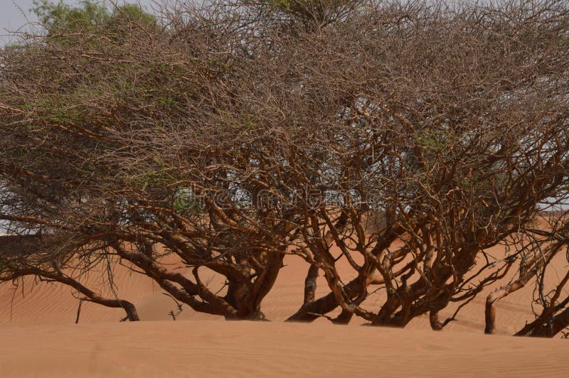 Thick Desert Crust on the Desert Floor Stock Image - Image of close ...