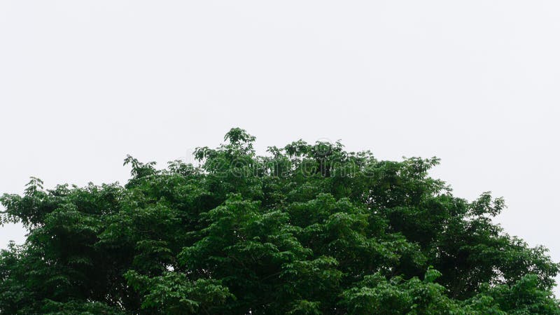 The Tree Leaves Tower Against the White Sky Stock Photo - Image of ...