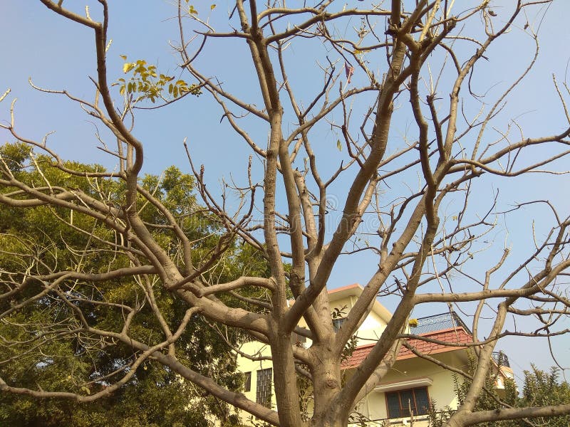 A tree without leaves stock photo. Image of tree, leaves - 119719838