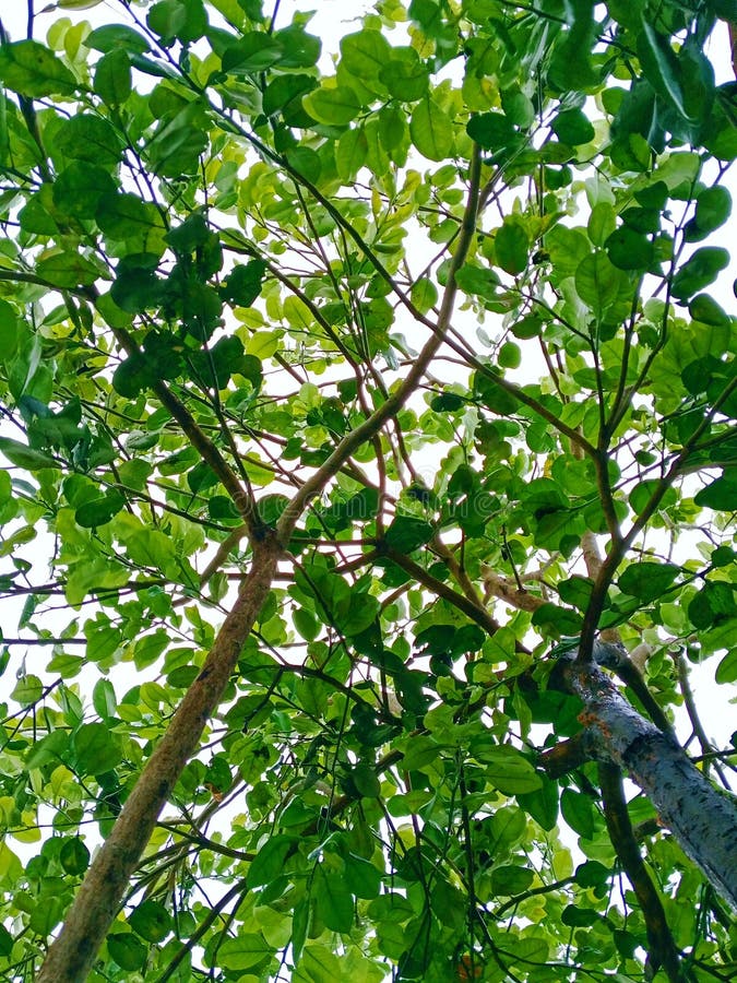 792 Orange Tree Has Trunk Stock Photos - Free & Royalty-Free Stock ...