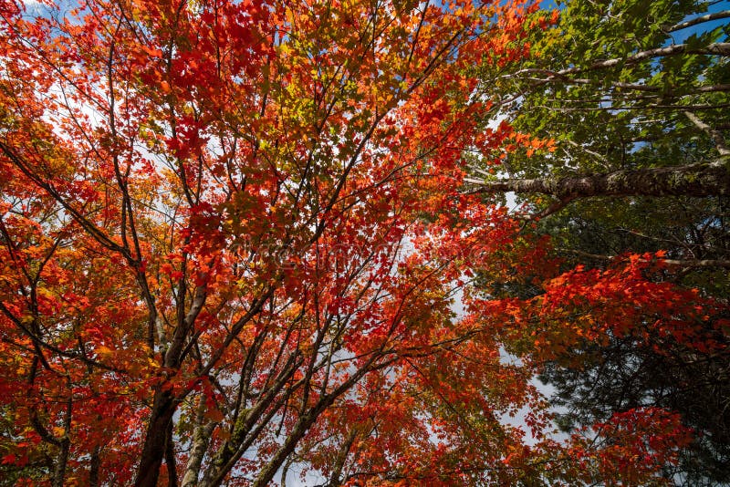 Tree Leaves Turning Color in the Autumn Foliage Stock Image - Image of ...