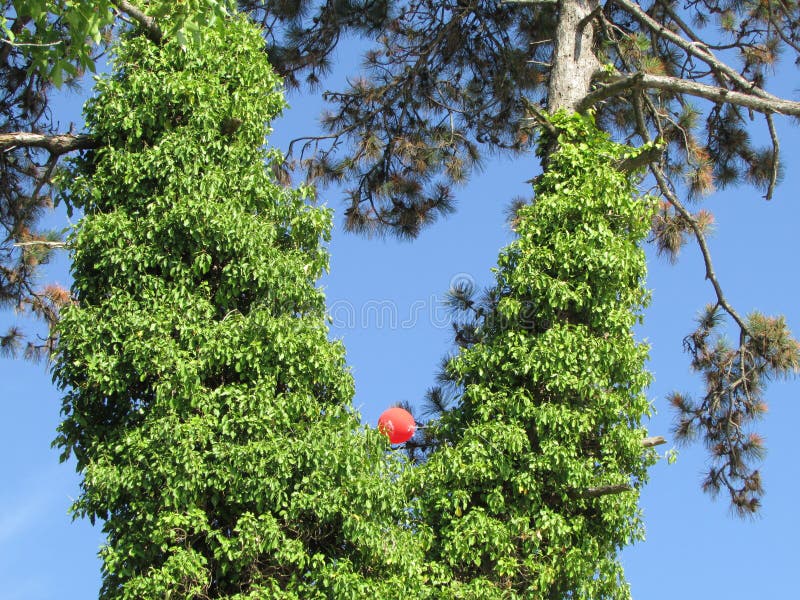 A Tree with Leaves with a V-shaped Trunk with a Red Balloon Stock Image ...
