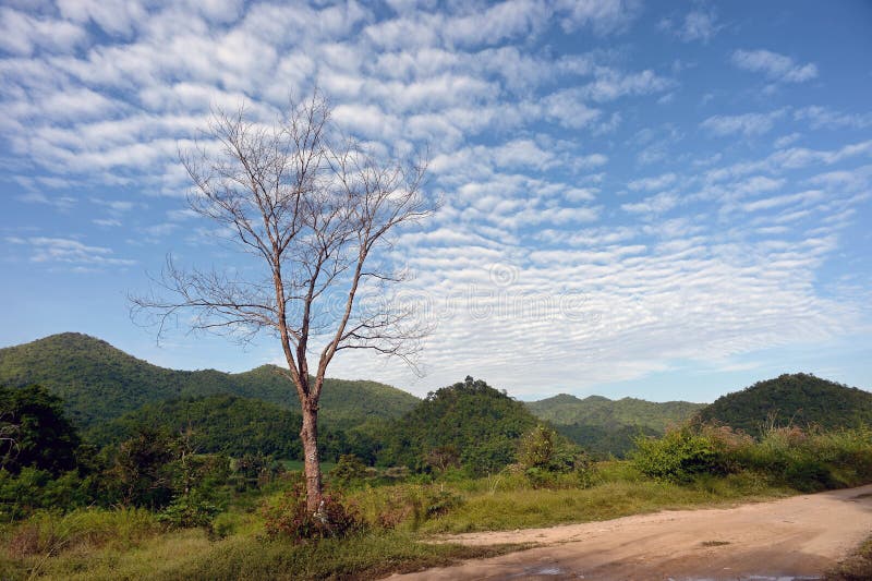 Tree without Leaves in the Valley Stock Image - Image of background ...