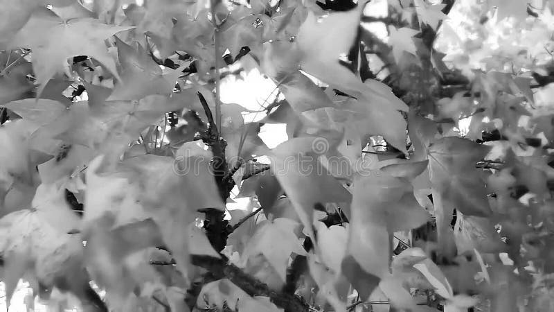 Tree Leaves Waving in the Wind, in Black and White Stock Video - Video ...